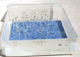 Seed Germination Recommendations | TGRC