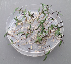 Seed Germination Recommendations | TGRC